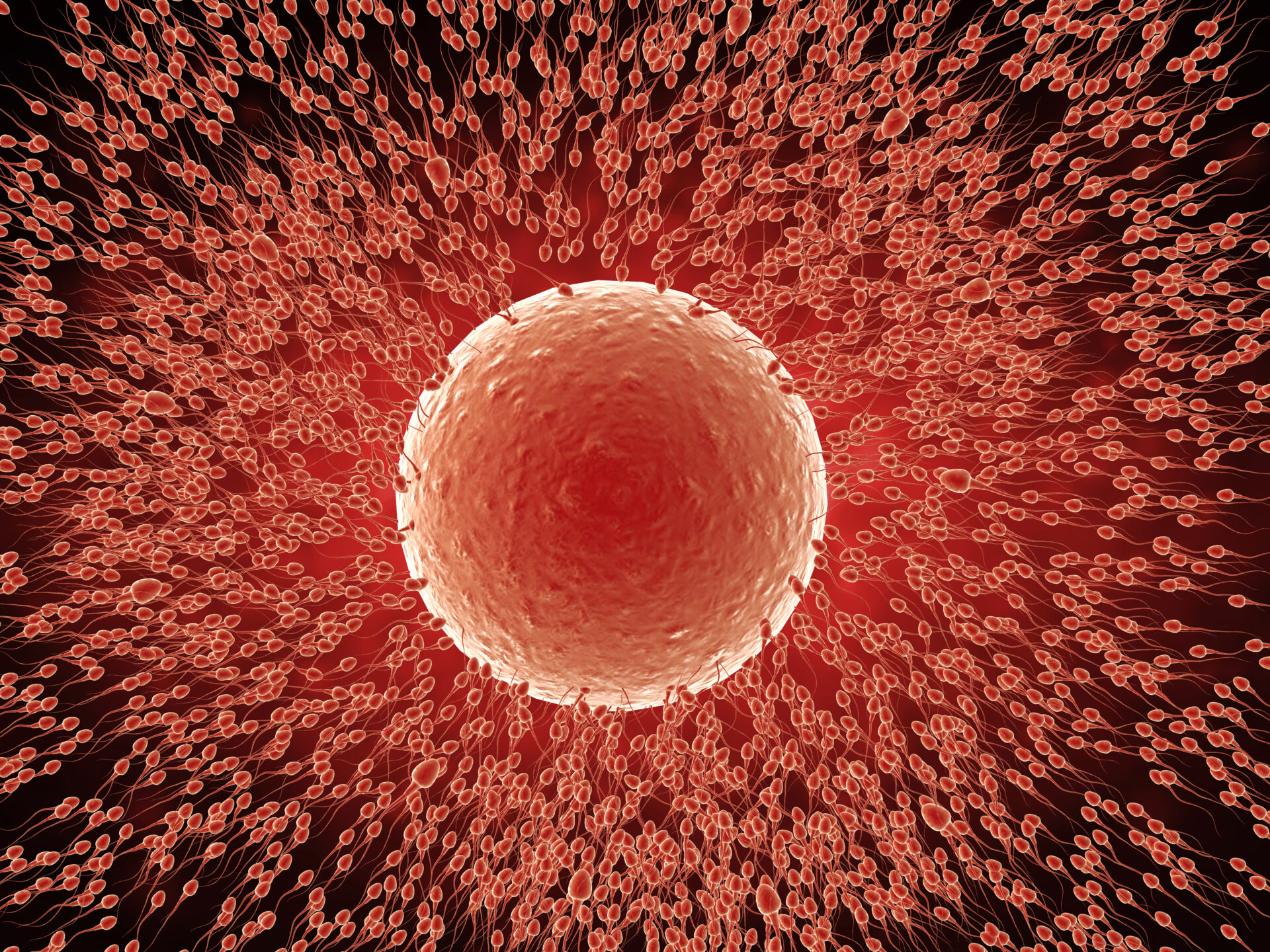 Inseminación Artificial: ¿Qué es y en qué consiste? • Clinica Imar ...