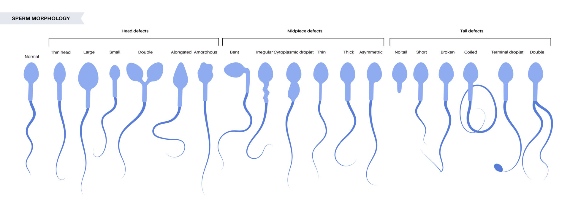 Seminograma: ¿Qué es y cómo puede ayudarme? • Clinica Imar ...