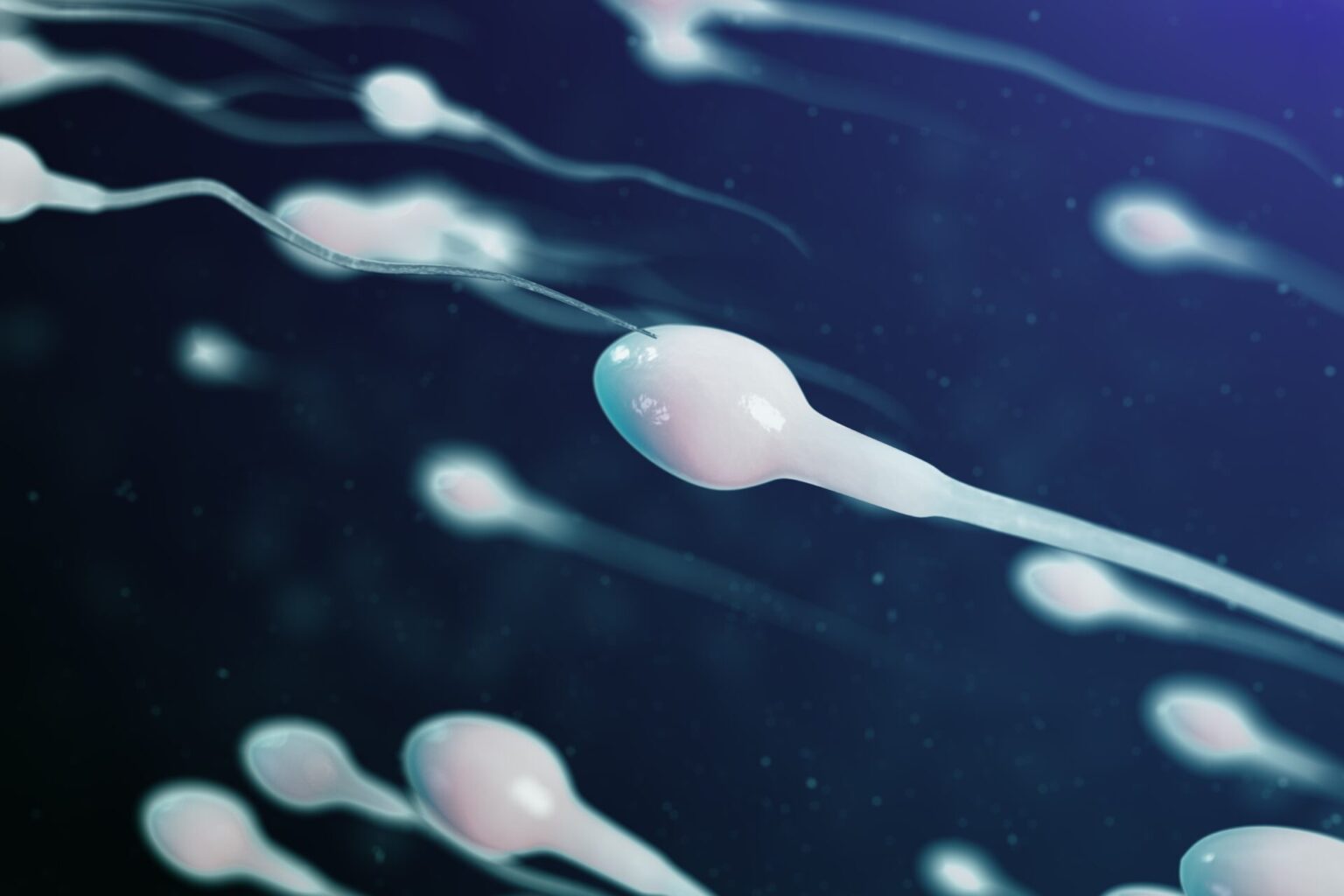 Espermatozoide: Célula clave en reproducción • Clinica Imar ...